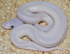 Ball Pythons for sale